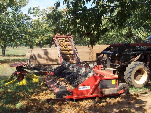 Chestnut Info - Chestnuts Australia